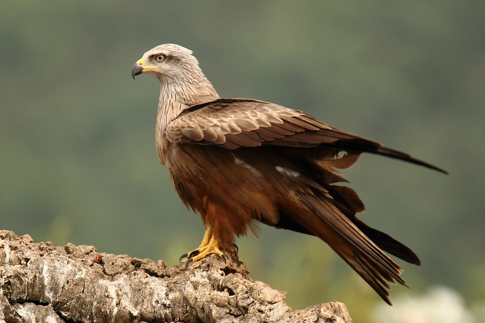 Schwarzmilan Foto & Bild | tiere, wildlife, natur Bilder auf fotocommunity