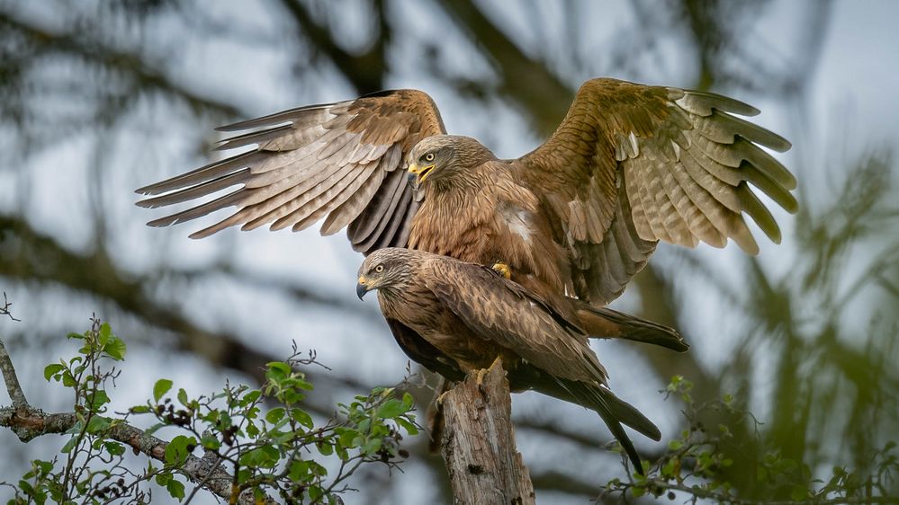Schwarzmilan Foto & Bild | tiere, wildlife, wild lebende vögel Bilder ...