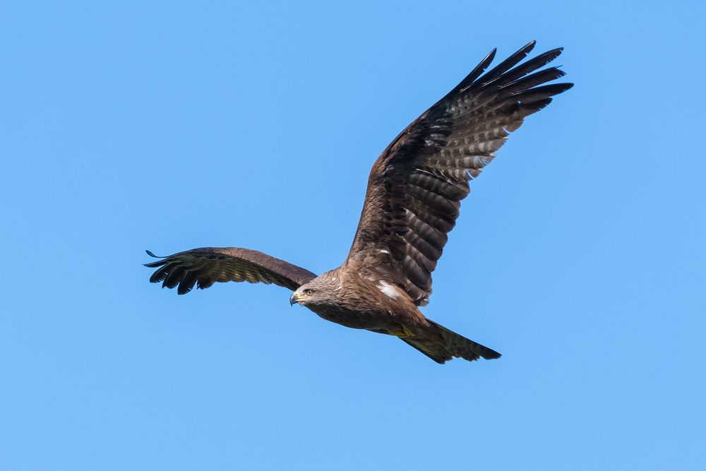 Schwarzmilan Foto & Bild | deutschland, europe, brandenburg Bilder auf ...