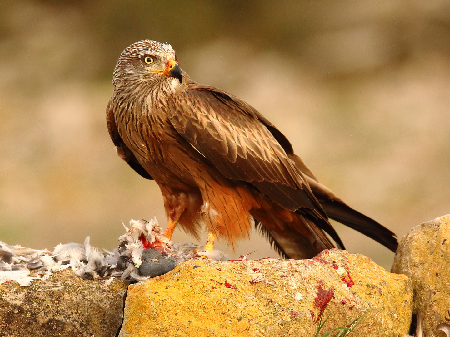 Schwarzmilan Foto & Bild | tiere, wildlife, natur Bilder auf fotocommunity