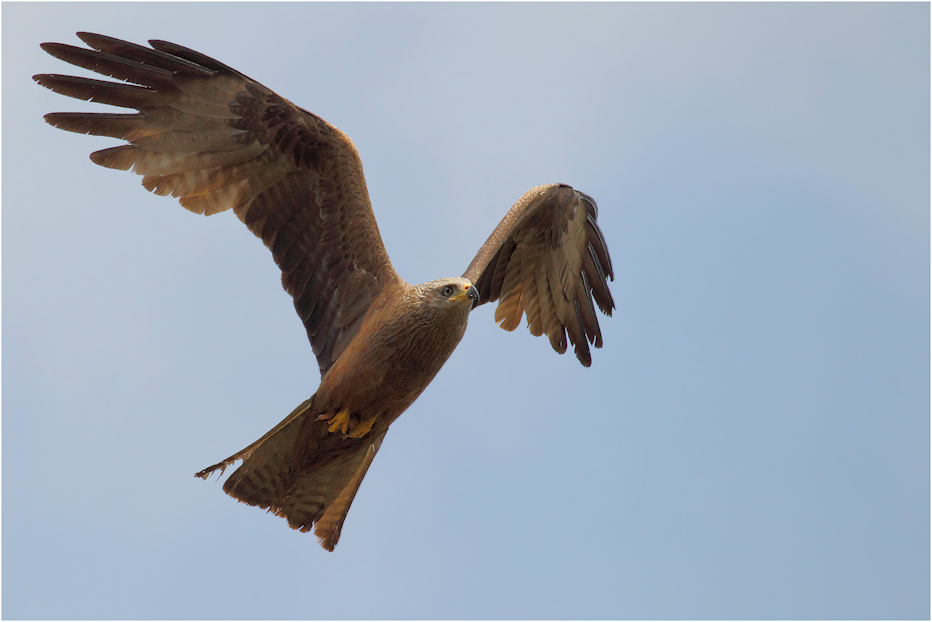 Schwarzmilan Foto & Bild | tiere, wildlife, wild lebende vögel Bilder ...