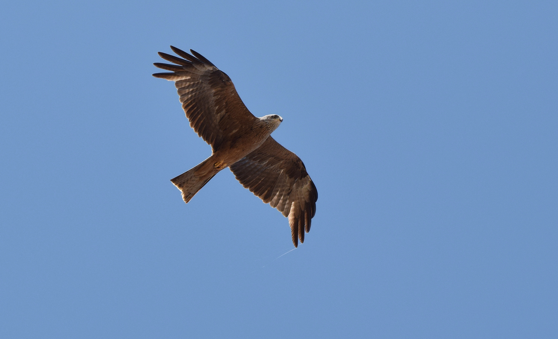 Schwarzmilan Foto & Bild | tiere, wildlife, wild lebende vögel Bilder ...