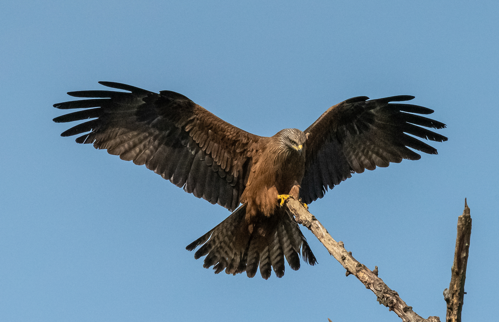 Schwarzmilan bei der Landung Foto & Bild | tiere, wildlife, wild ...