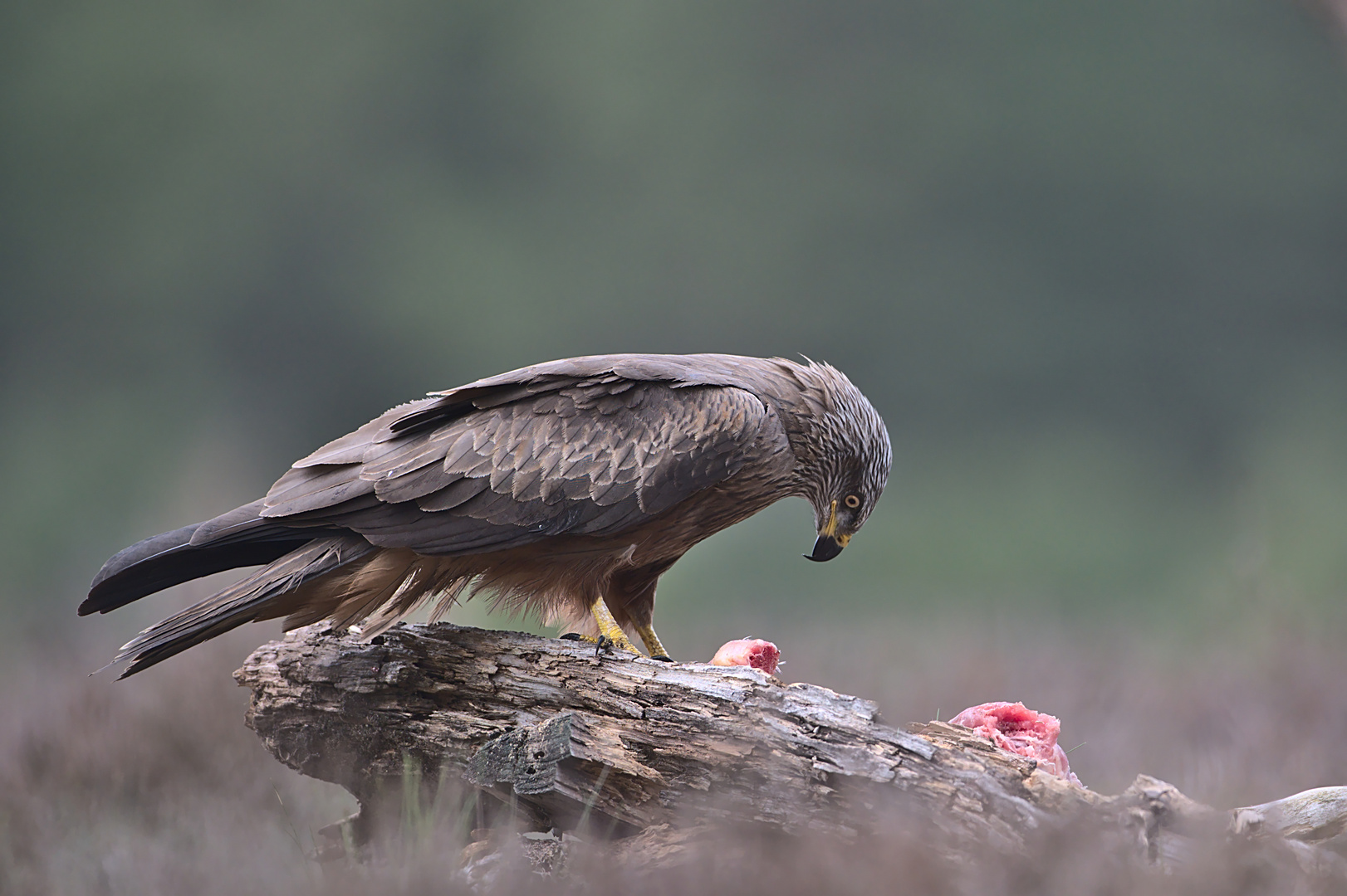 Schwarzmilan beim Fressen Foto & Bild | tiere, wildlife, wild lebende ...