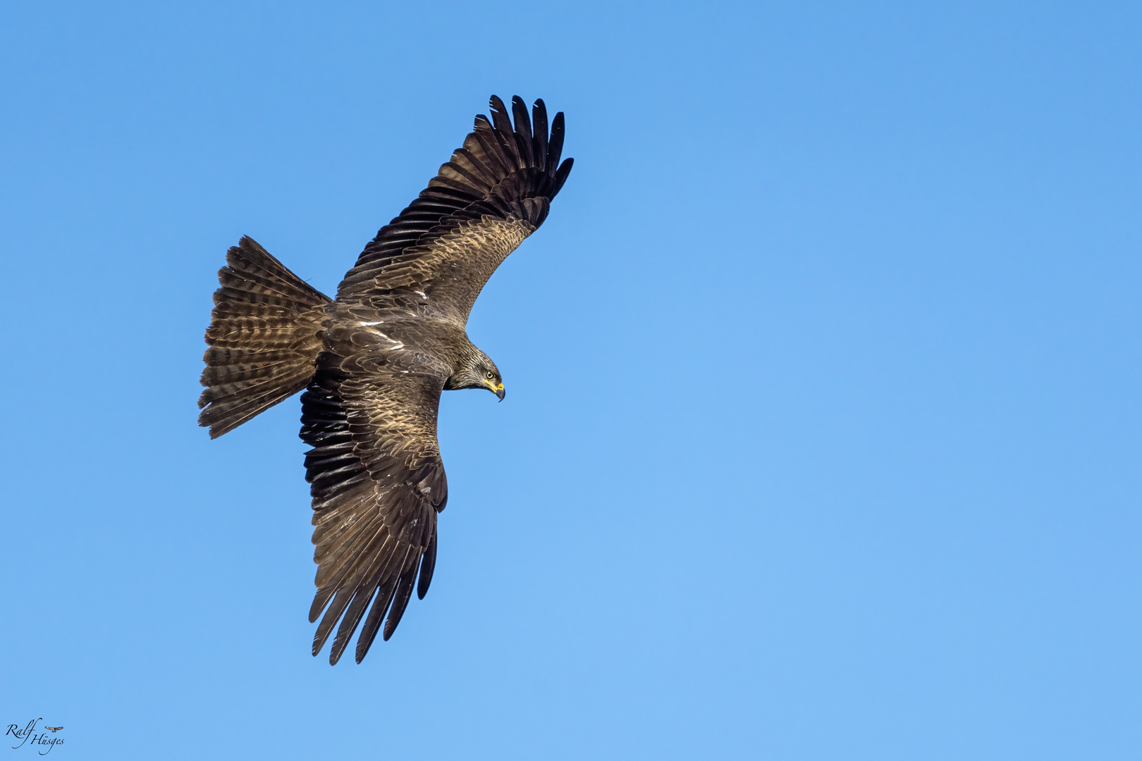 Schwarzmilan Foto & Bild | tiere, wildlife, wild lebende vögel Bilder ...