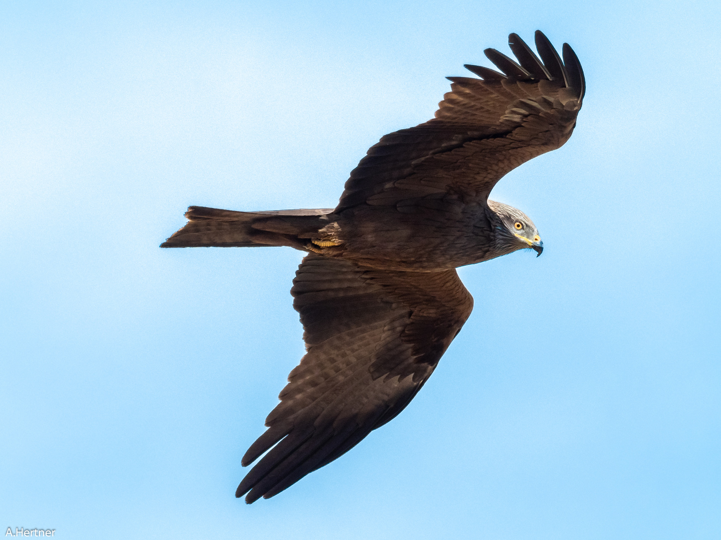 Schwarzmilan Foto & Bild | tiere, wildlife, wild lebende vögel Bilder ...