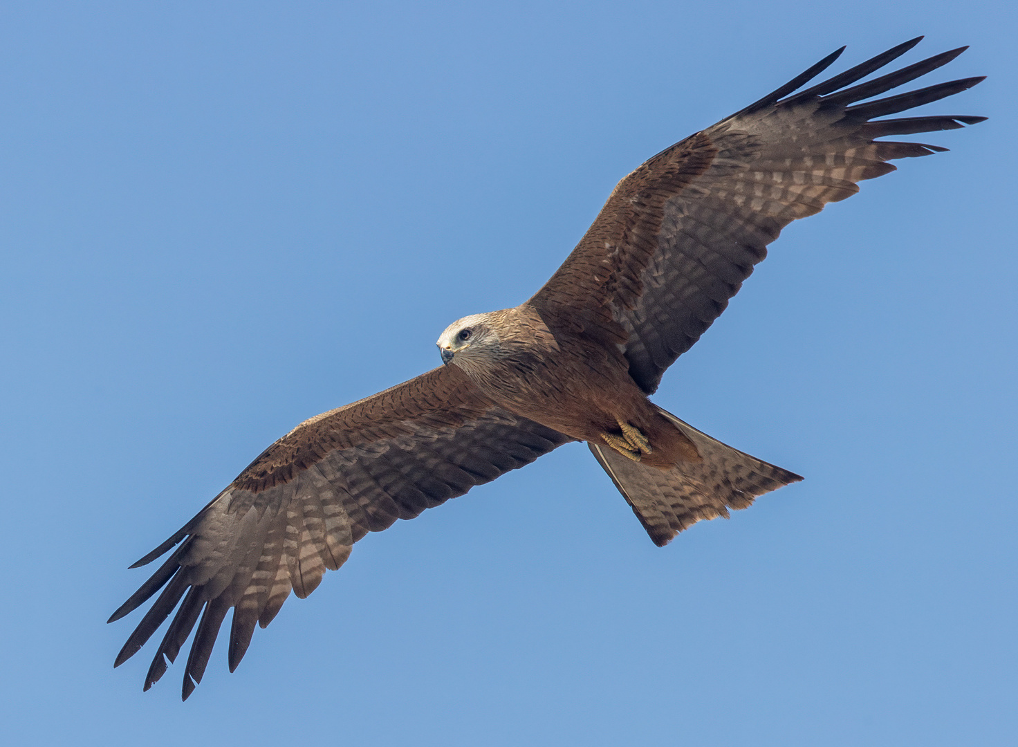 Schwarzmilan Foto & Bild | fotos, natur, tiere Bilder auf fotocommunity