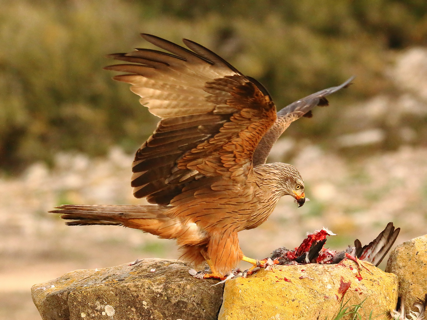 Schwarzmilan Foto & Bild | tiere, wildlife, natur Bilder auf fotocommunity