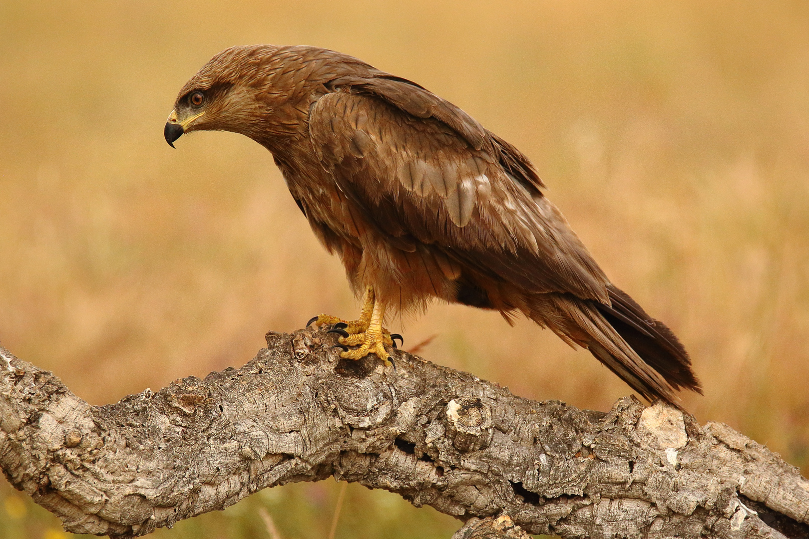 Schwarzmilan Foto & Bild | tiere, wildlife, natur Bilder auf fotocommunity