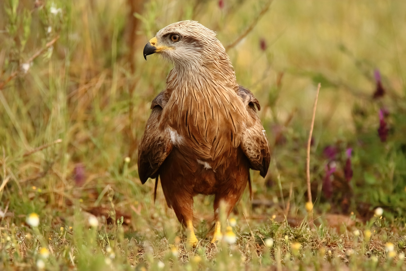 Schwarzmilan frontal Foto & Bild | tiere, natur, vögel Bilder auf ...