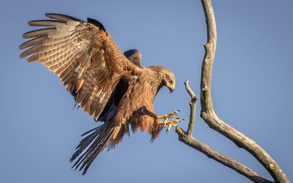 Schwarzmilan im Anflug Foto & Bild | tiere, wildlife, wild lebende ...