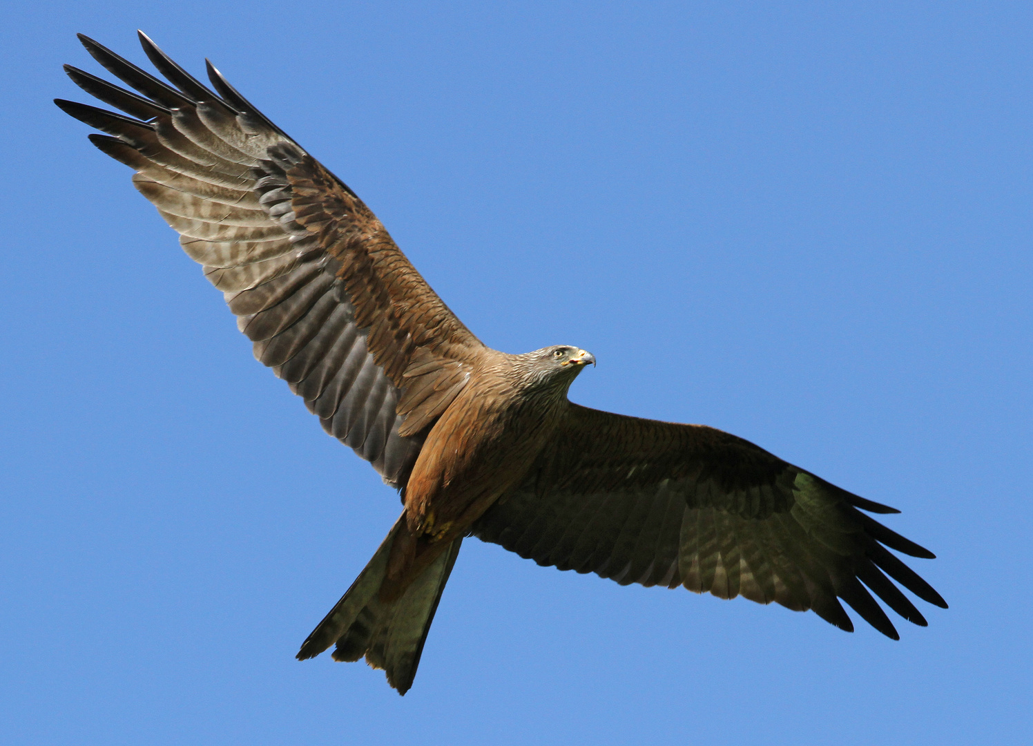 Schwarzmilan (Milvus migrans) Foto & Bild | tiere, wildlife, wild ...