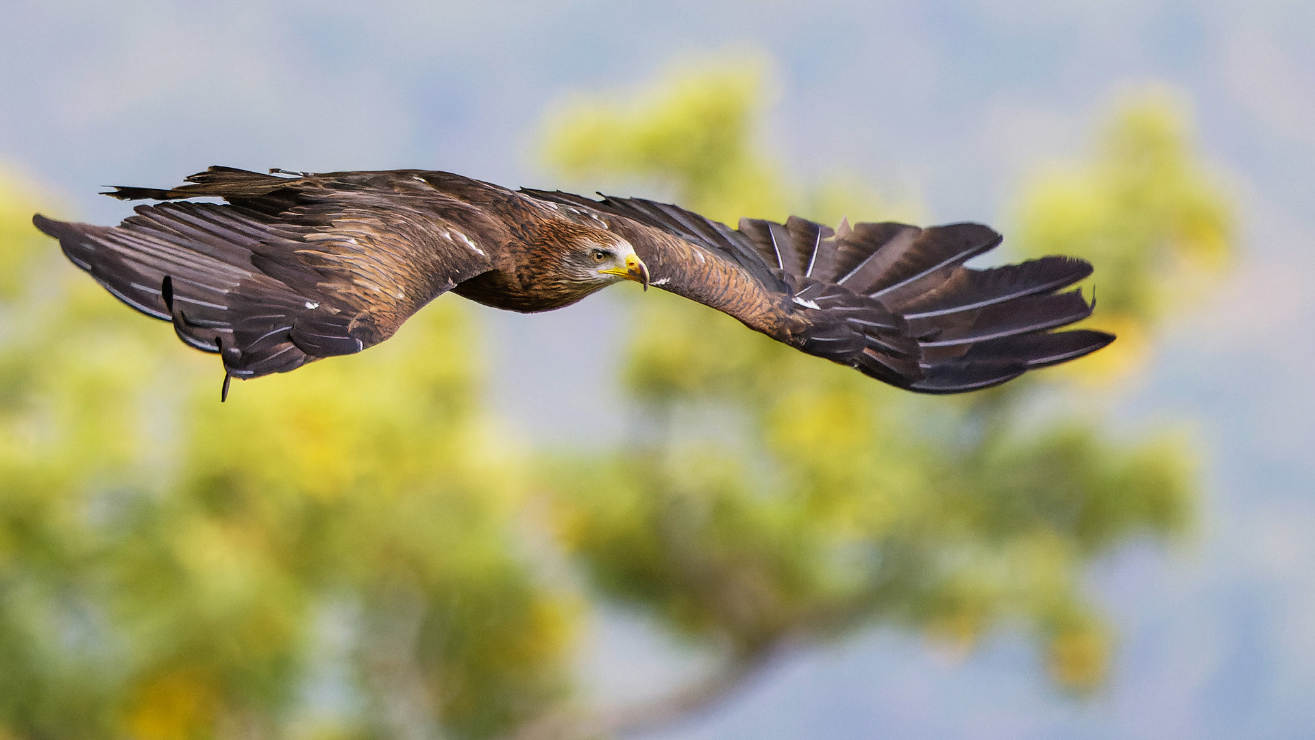 Schwarzmilan (Milvus migrans) Foto & Bild | natur, herbst, tiere Bilder ...