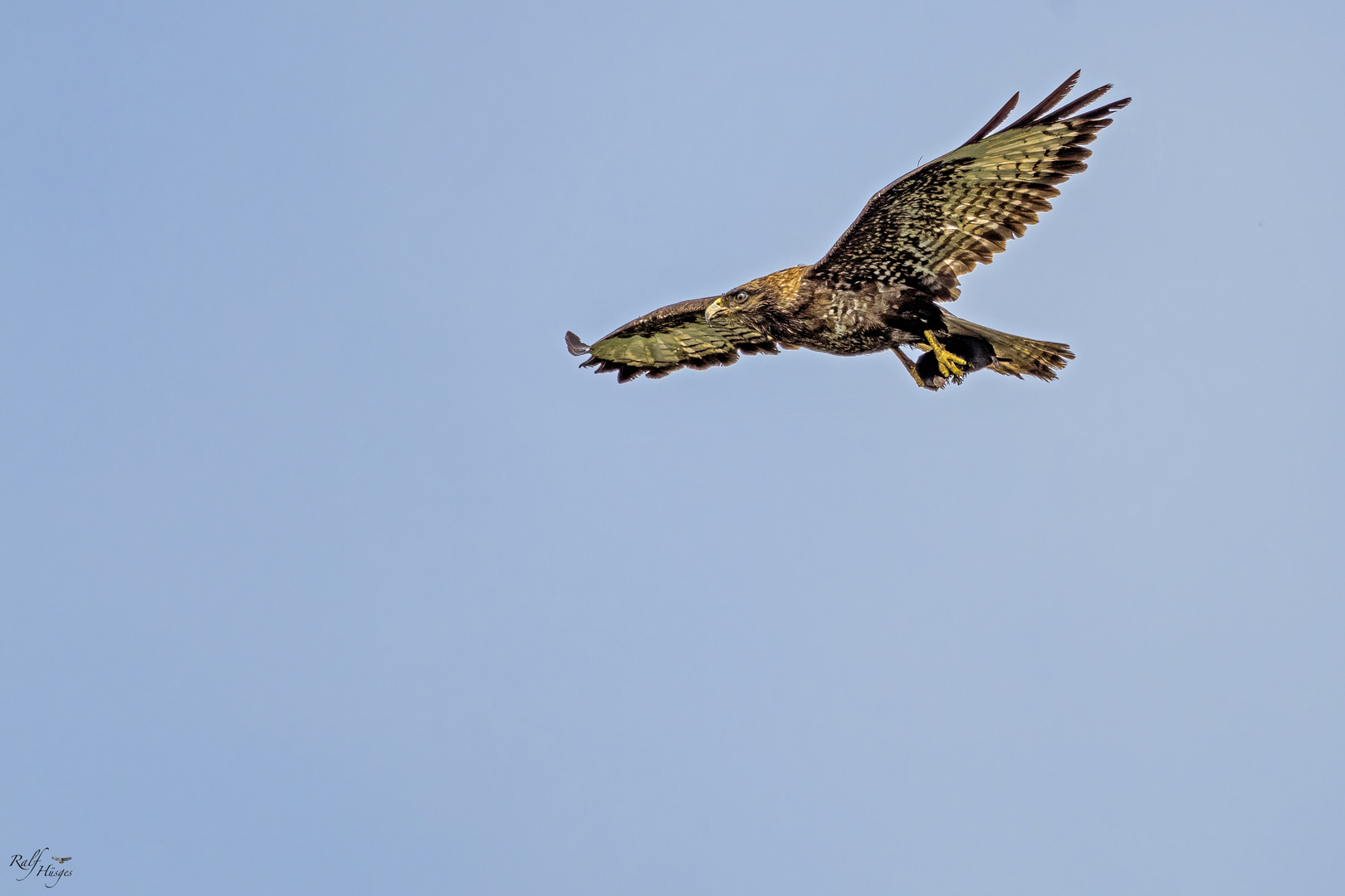 Schwarzmilan mit Beute Foto & Bild | tiere, wildlife, wild lebende ...