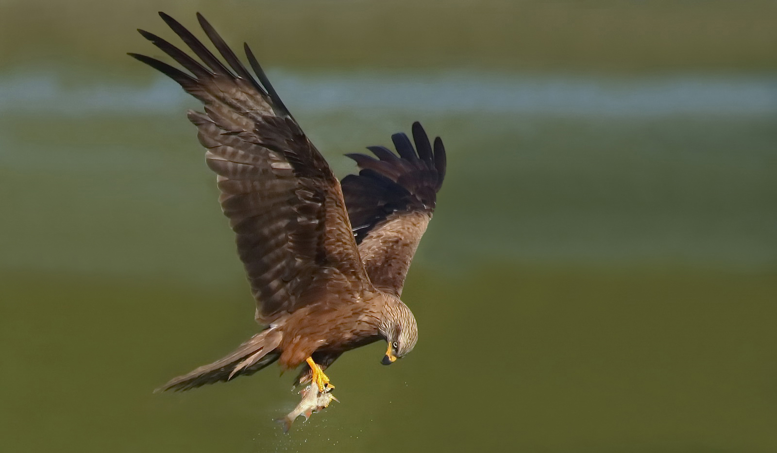 Schwarzmilan mit Fang Foto & Bild | tiere, wildlife, wild lebende vögel ...