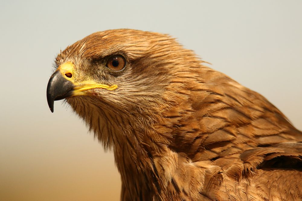 Schwarzmilan-Portrait Foto & Bild | tiere, wildlife, natur Bilder auf ...