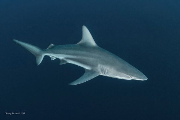UW-Salzwasser Bilder & Fotos