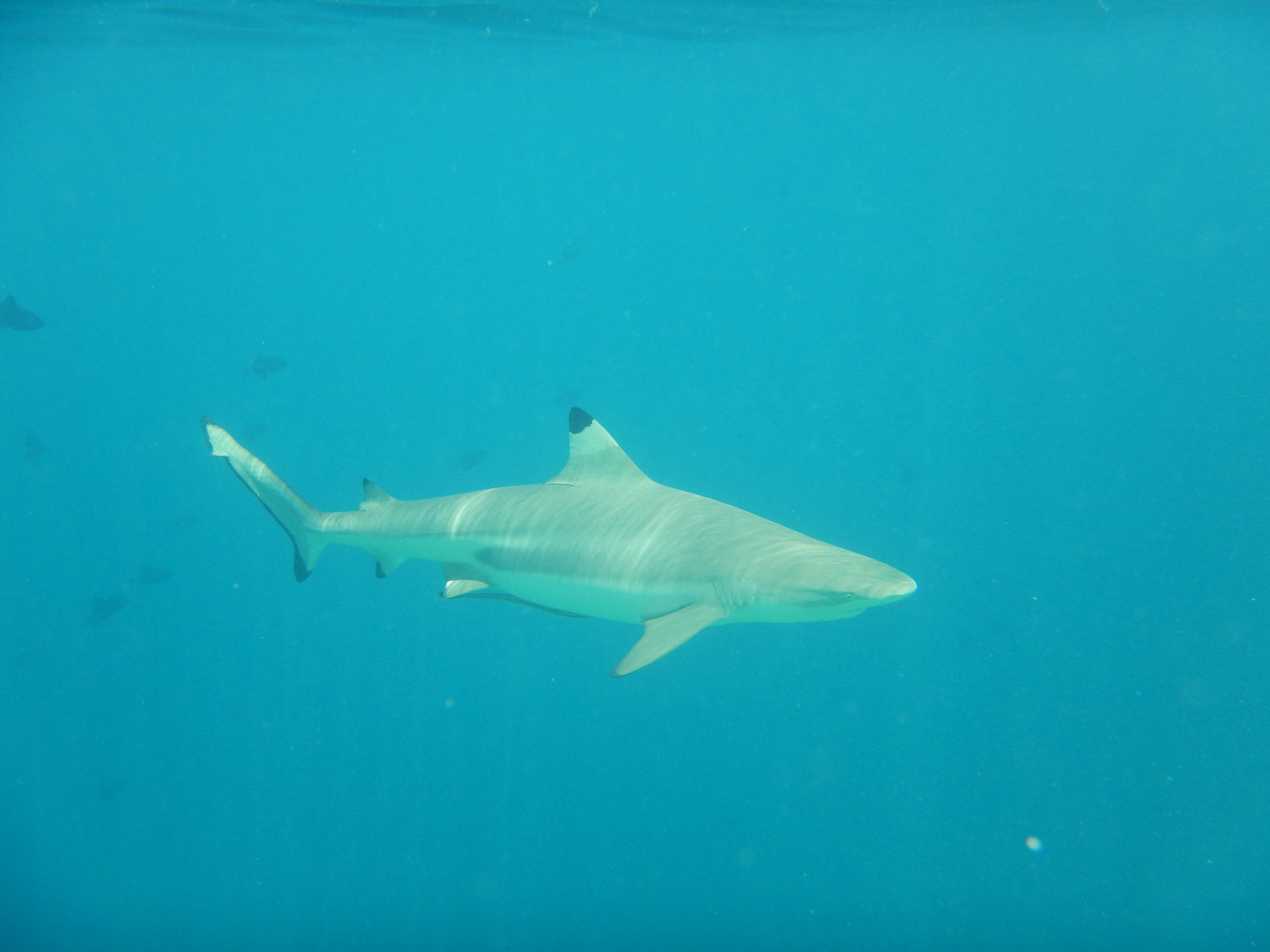 Schwarzspitzen- Riffhai Foto & Bild | tiere, wildlife, fische Bilder ...