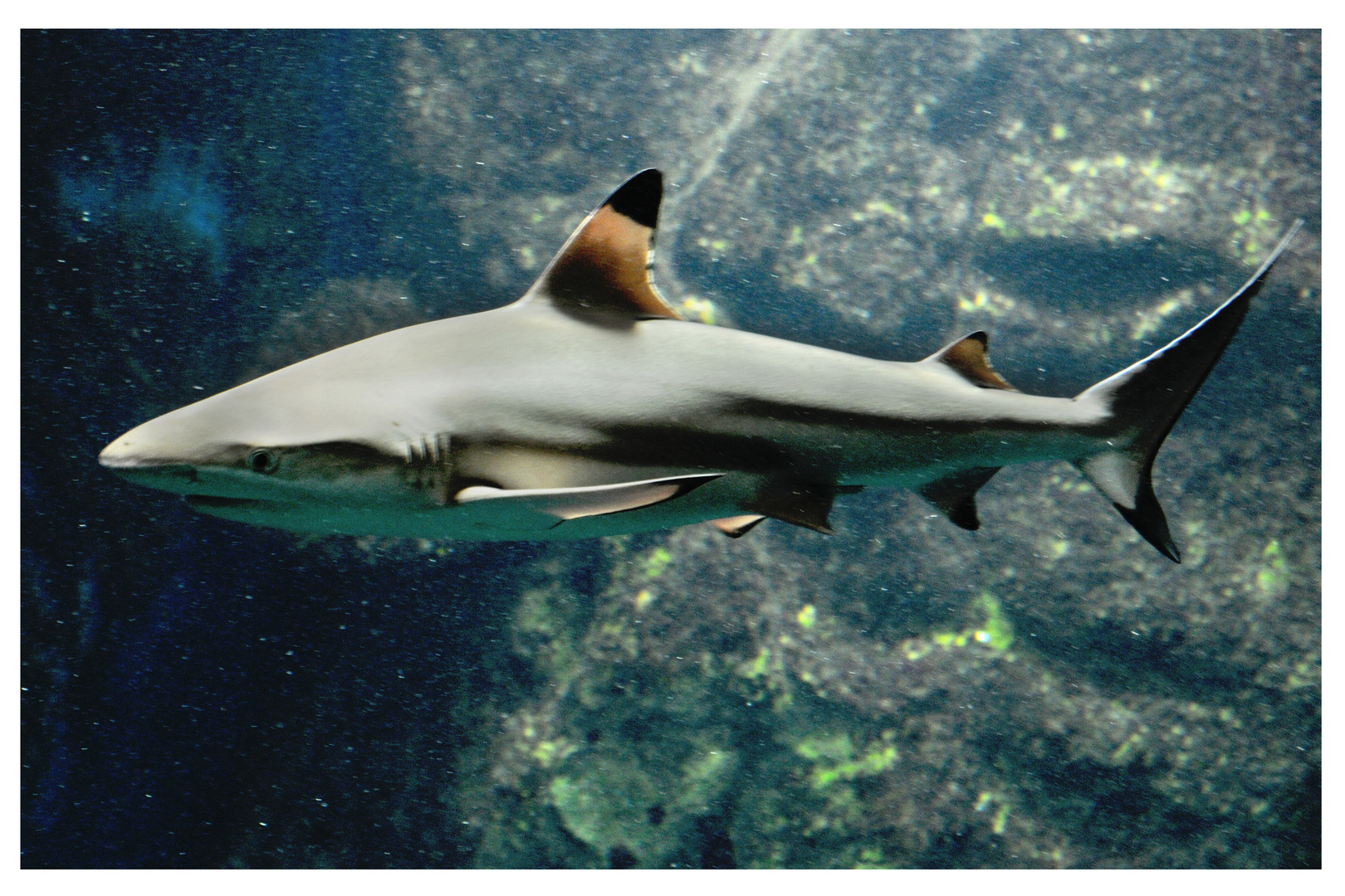 Schwarzspitzen Riffhai Foto & Bild | tiere, zoo, wildpark & falknerei ...