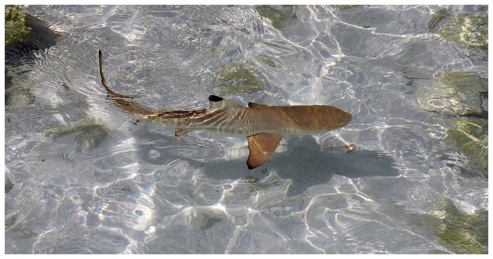 Schwarzspitzen- Riffhai (Baby) Foto & Bild | tiere, tierkinder, natur ...