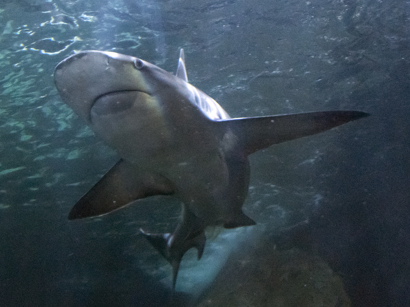 Schwarzspitzen Riffhai Foto & Bild | tiere, zoo, wildpark & falknerei ...