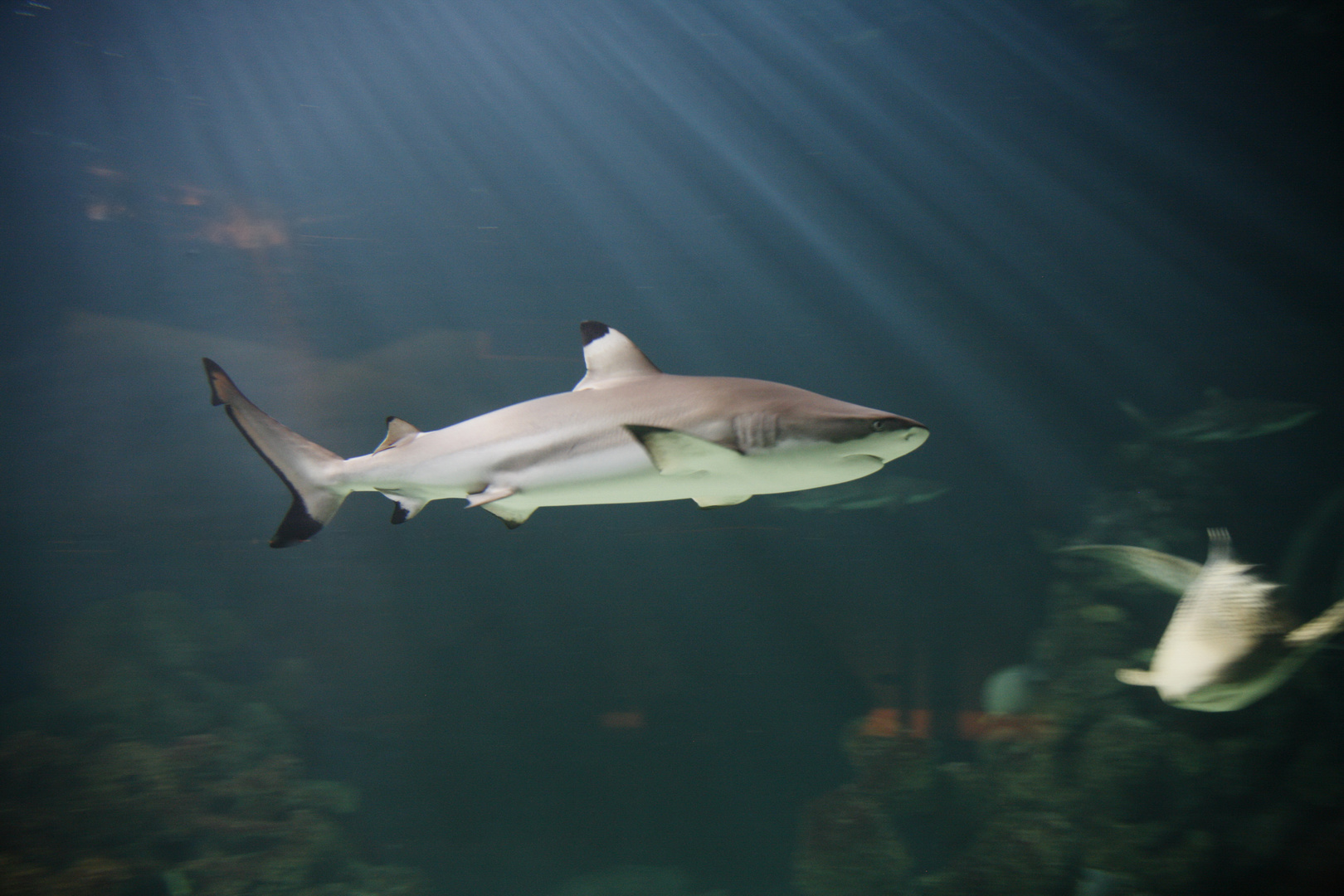 Schwarzspitzen Riffhai Foto & Bild | tiere, zoo, wildpark & falknerei ...
