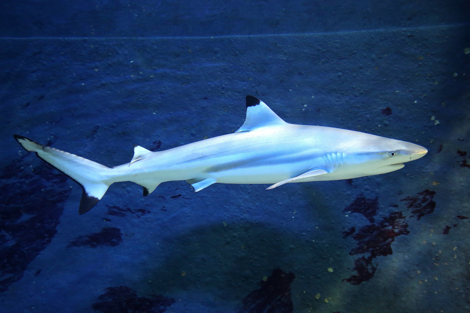 Schwarzspitzen-Riffhai II Foto & Bild | tiere, zoo, wildpark ...