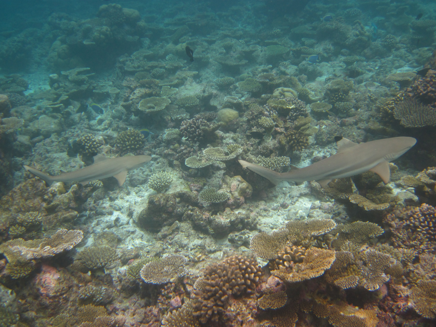 Schwarzspitzen-Riffhaie Foto & Bild | asia, indian ocean, malediven ...