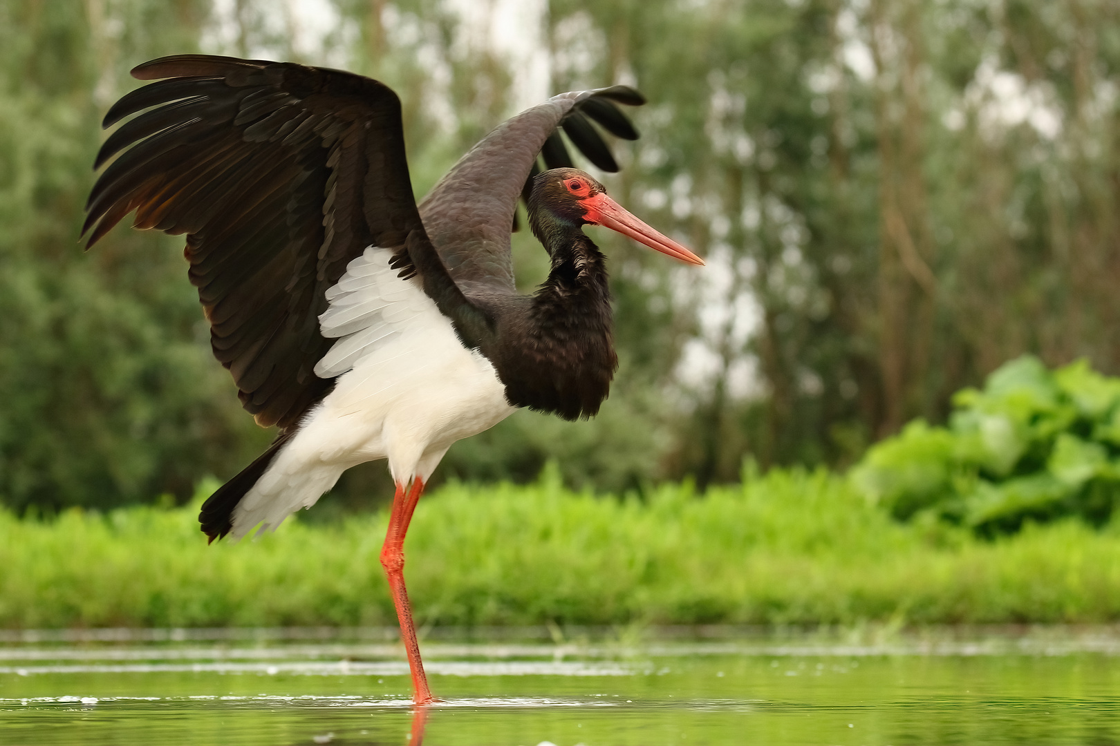 Schwarzstorch Foto & Bild | tiere, wildlife, natur Bilder auf fotocommunity
