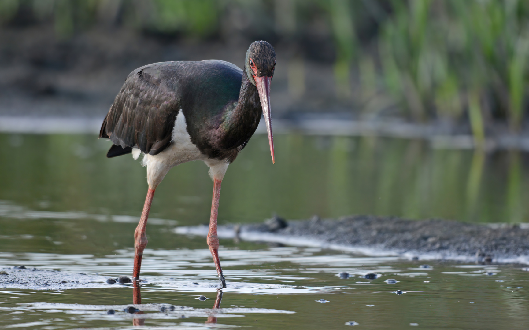 Schwarzstorch Foto & Bild | tiere, wildlife, wild lebende vögel Bilder ...