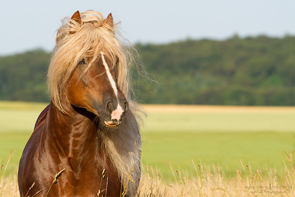 Schwarzwälder-Fuchs Hengst Foto & Bild | tiere, haustiere, pferde, esel ...