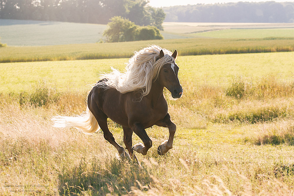 Schwarzwälder-Fuchs Hengst Foto & Bild | tiere, haustiere, pferde, esel ...