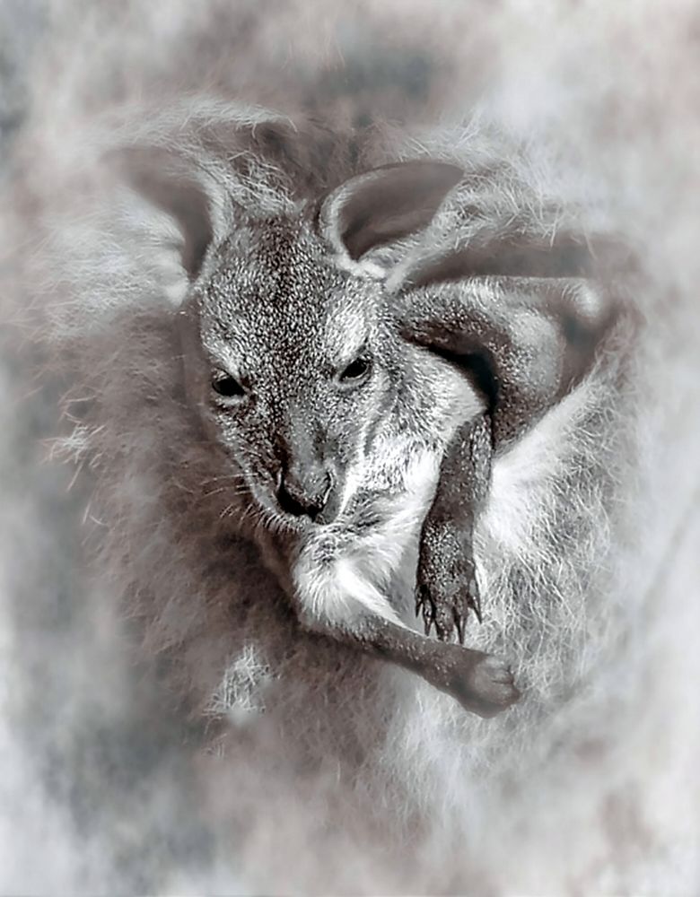 Schwarzweißer Freitag Foto & Bild | tiere, zoo, wildpark & falknerei ...