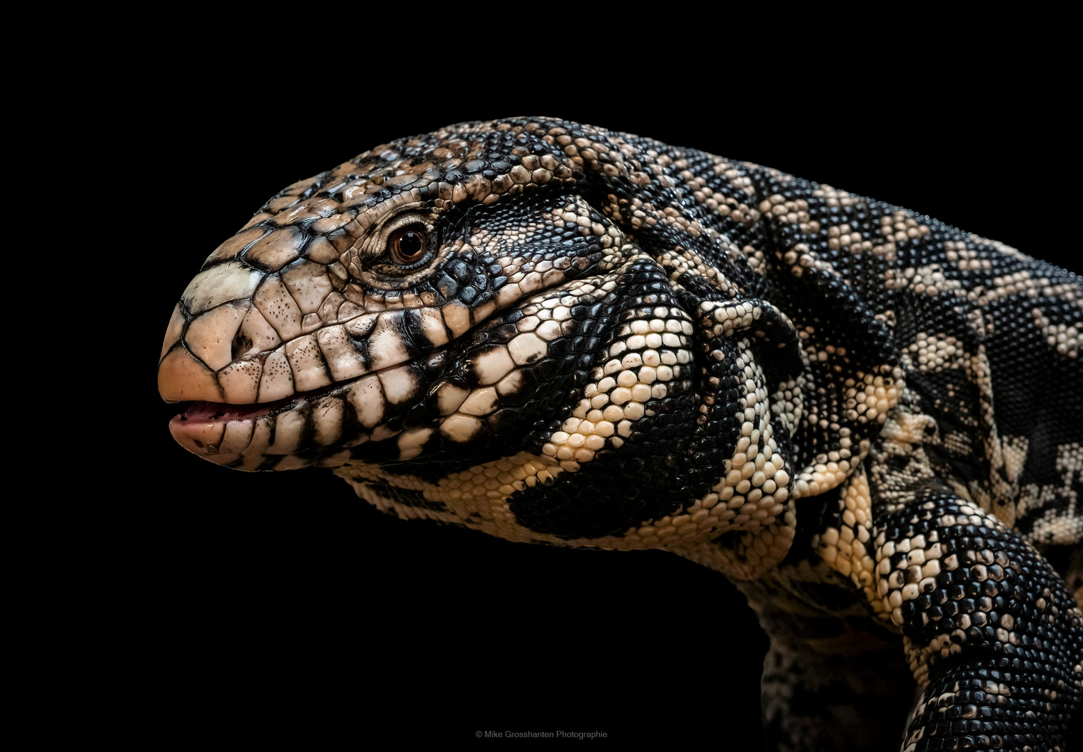 Schwarzweißer Teju Foto & Bild | tiere, zoo, wildpark & falknerei, amphibien & reptilien Bilder ...