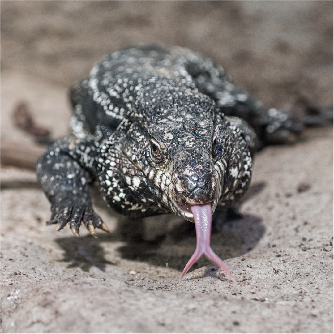 Schwarzweißer Teju Foto & Bild | nature, natur, portrait Bilder auf ...