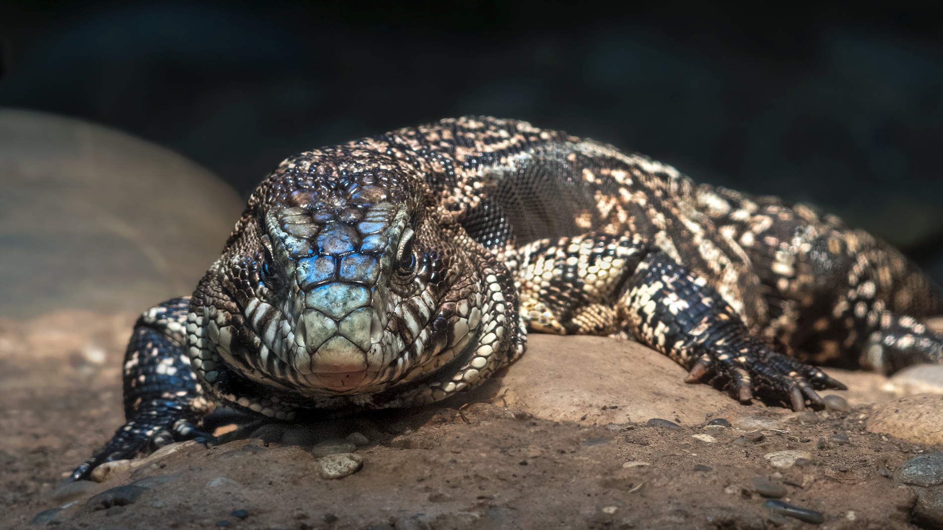 Schwarzweißer Teju Foto & Bild | natur, zoo, tiere Bilder auf fotocommunity