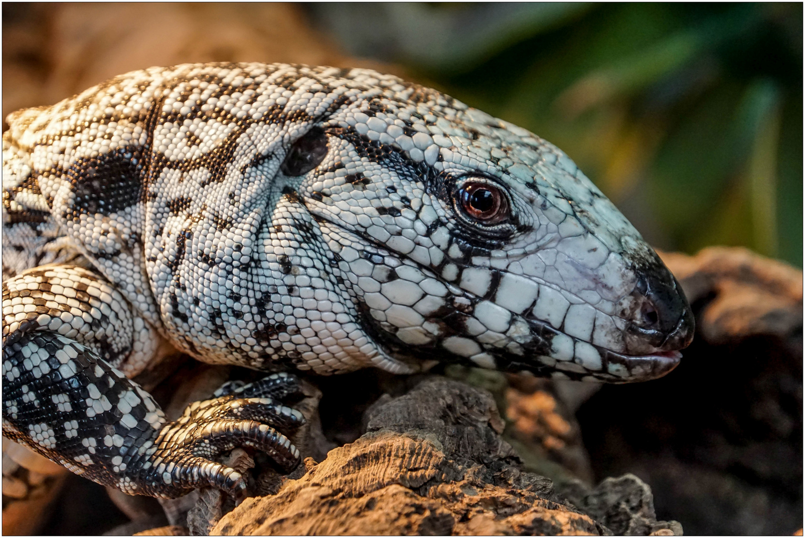 schwarzweißer Teju - Portrait - Foto & Bild | natur, tiere, reptilien ...