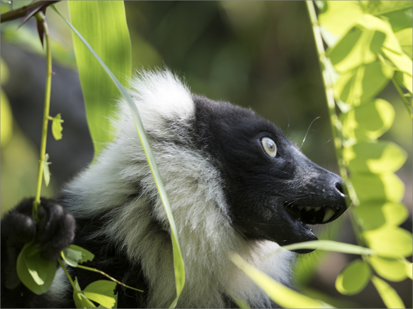 Schwarzweißer Vari Foto & Bild | natur, zoo, tiere Bilder auf fotocommunity