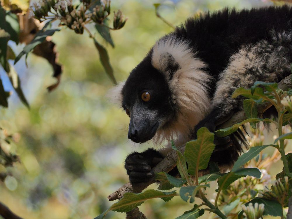 Schwarzweißer Vari Foto & Bild | world, natur, lemuren Bilder auf ...
