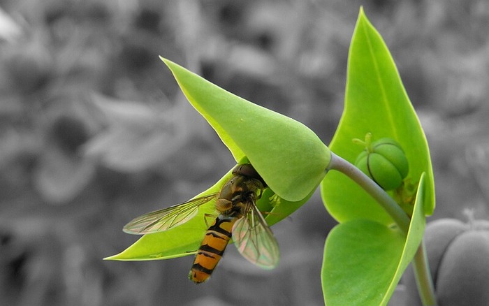 Schwebe Fliege beim Essen Foto & Bild | tiere, wildlife, insekten ...