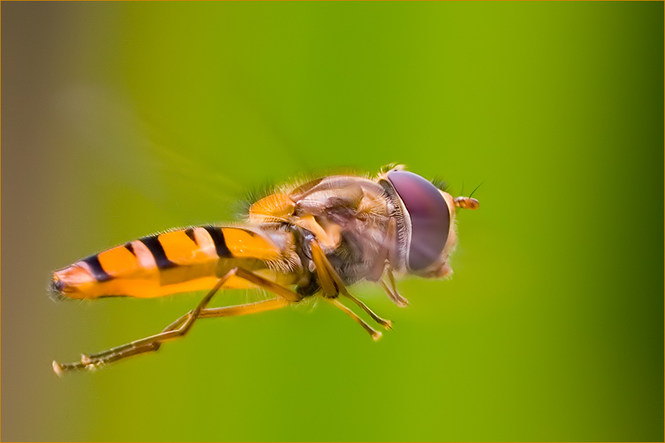 Schwebfliege Foto & Bild | tiere, wildlife, insekten Bilder auf ...