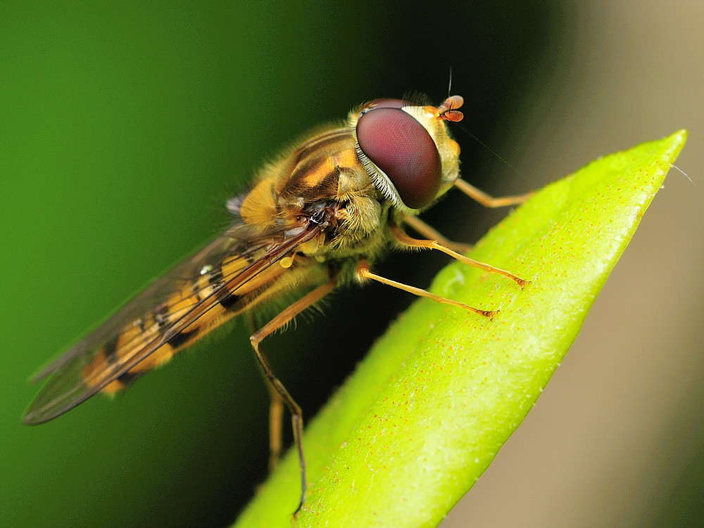 Schwebfliege Foto & Bild | tiere, wildlife, insekten Bilder auf ...