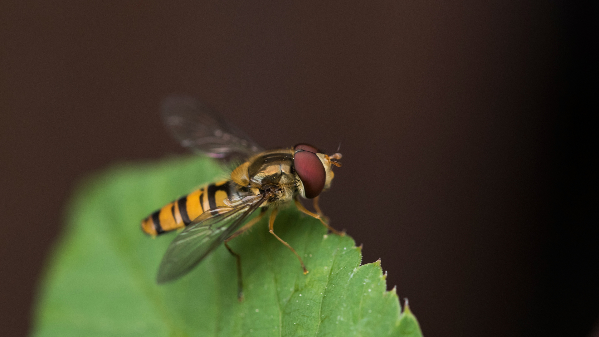 Schwebfliege Foto & Bild | fotos, natur, fliegen Bilder auf fotocommunity
