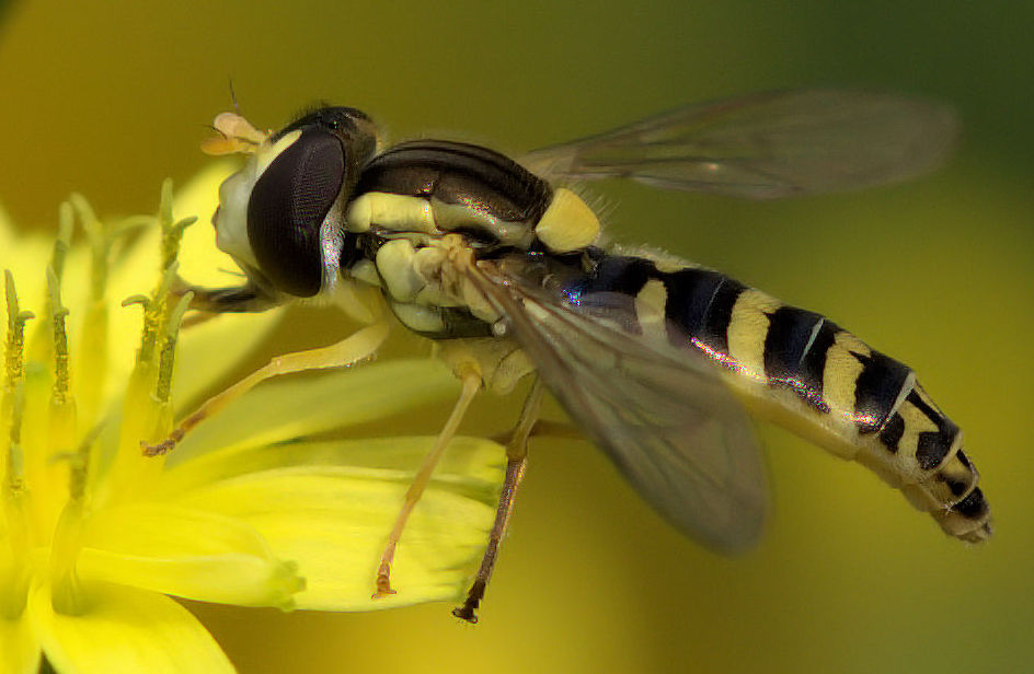 Schwebfliege Foto & Bild | natur, insekten Bilder auf fotocommunity