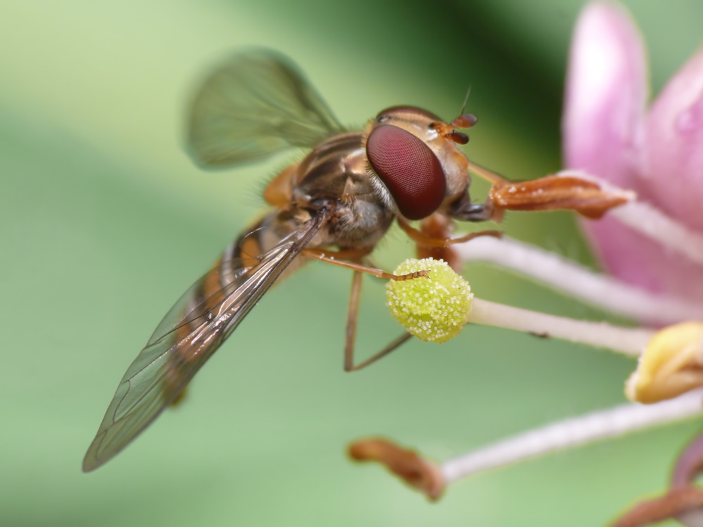 Schwebfliege Foto & Bild | tiere, wildlife, insekten Bilder auf ...