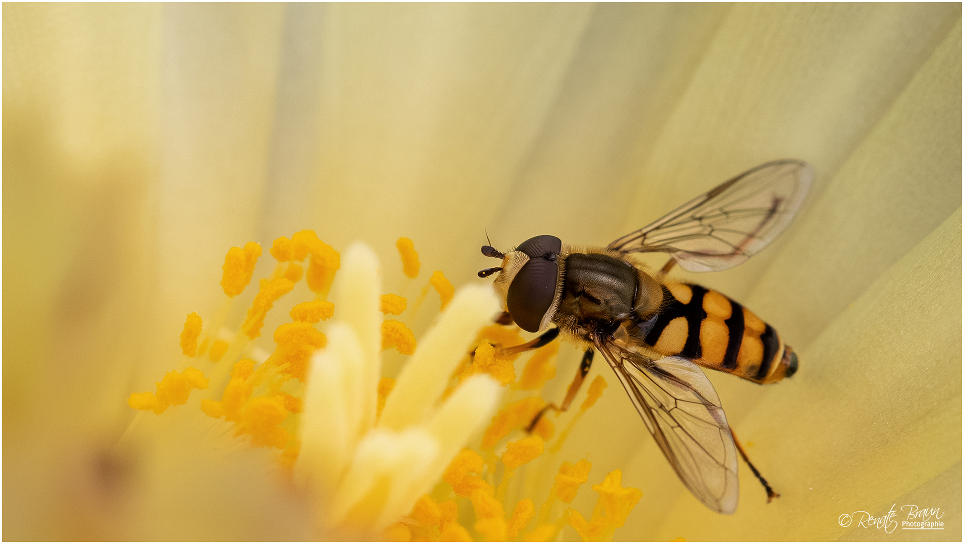 Schwebfliege Foto & Bild | tiere, wildlife, insekten Bilder auf ...