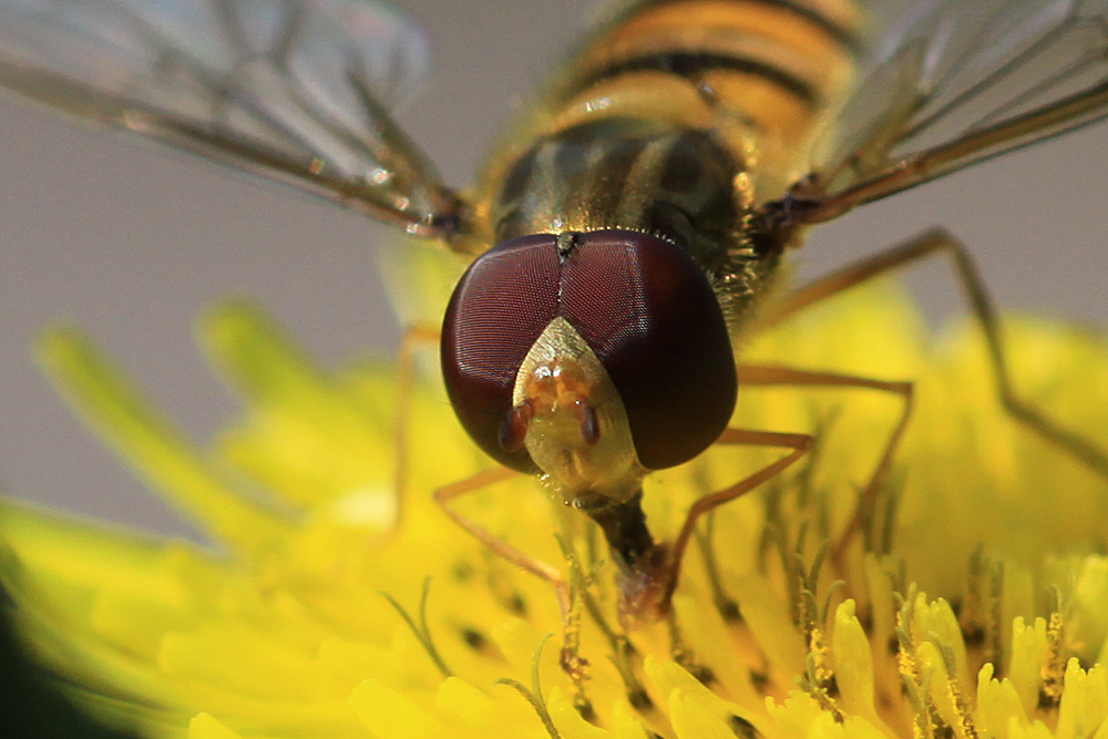 Schwebfliege Foto & Bild | natur-makros, natur-kreativ ...