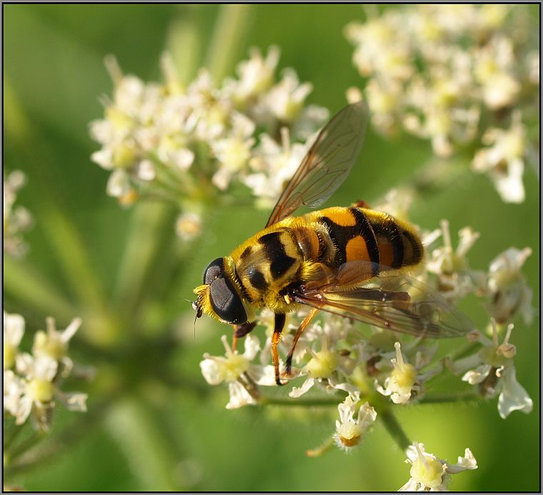 Schwebfliege Foto & Bild | tiere, wildlife, insekten Bilder auf ...