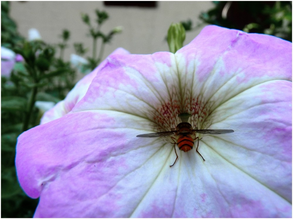 Schwebfliege Foto & Bild | tiere, wildlife, insekten Bilder auf ...