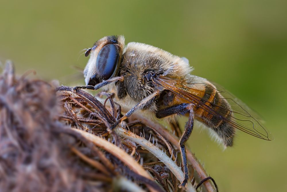 Schwebfliege Foto & Bild | tiere, wildlife, insekten Bilder auf ...